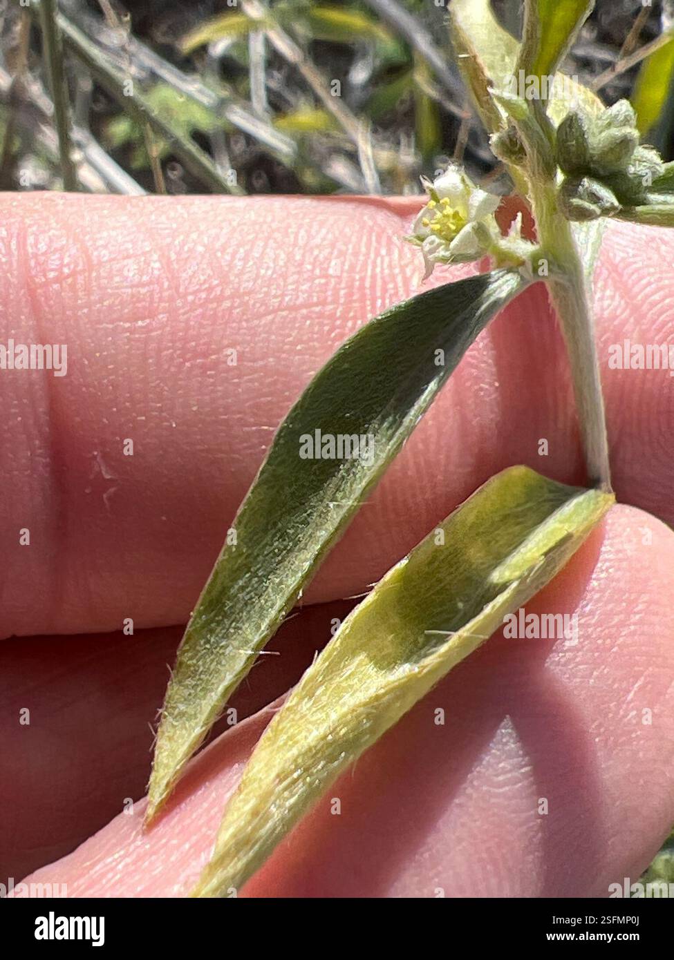 Lance-leaved Ditaxis (Argythamnia lanceolata), Plantae, San Diego ...
