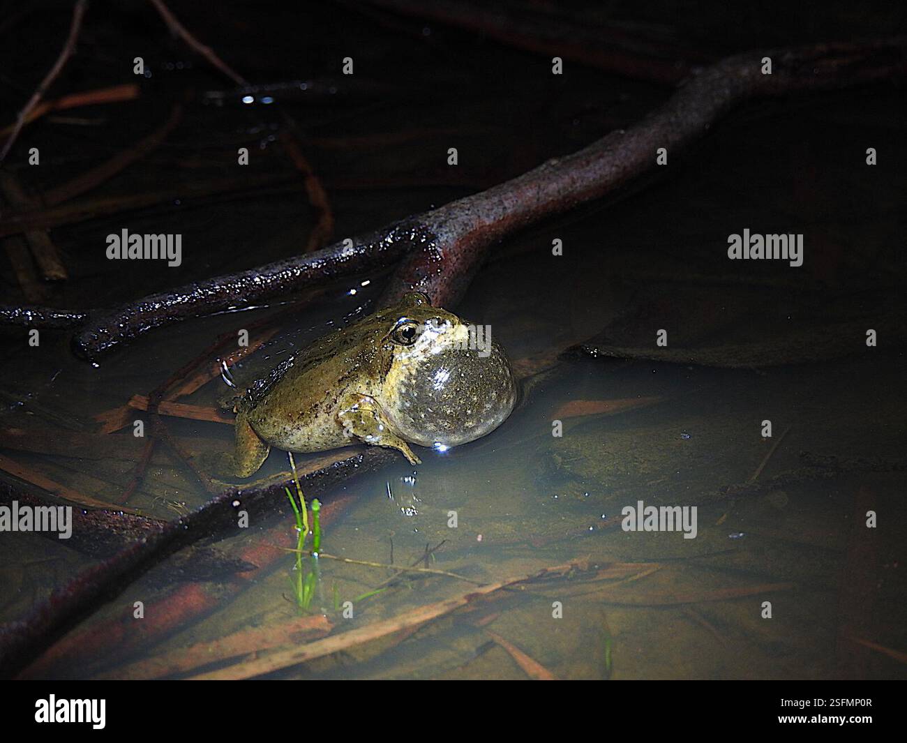 Common Eastern Froglet (Crinia signifera), Amphibia, Hobart TAS ...