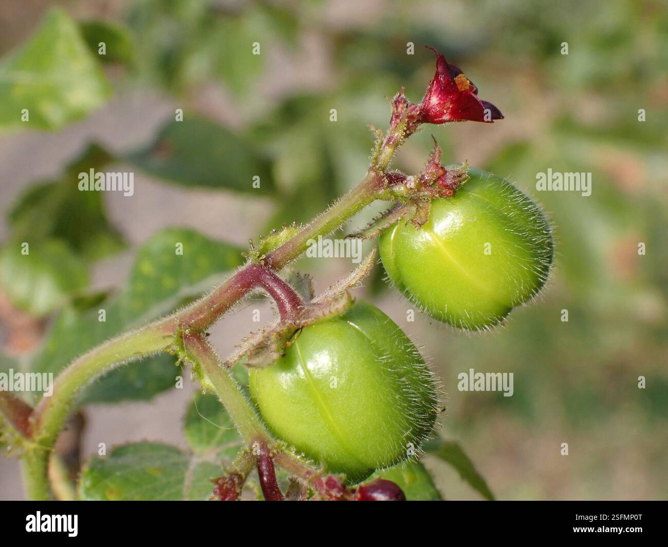 Bellyache Bush (Jatropha gossypiifolia), Plantae, Santo Antão, Cape ...