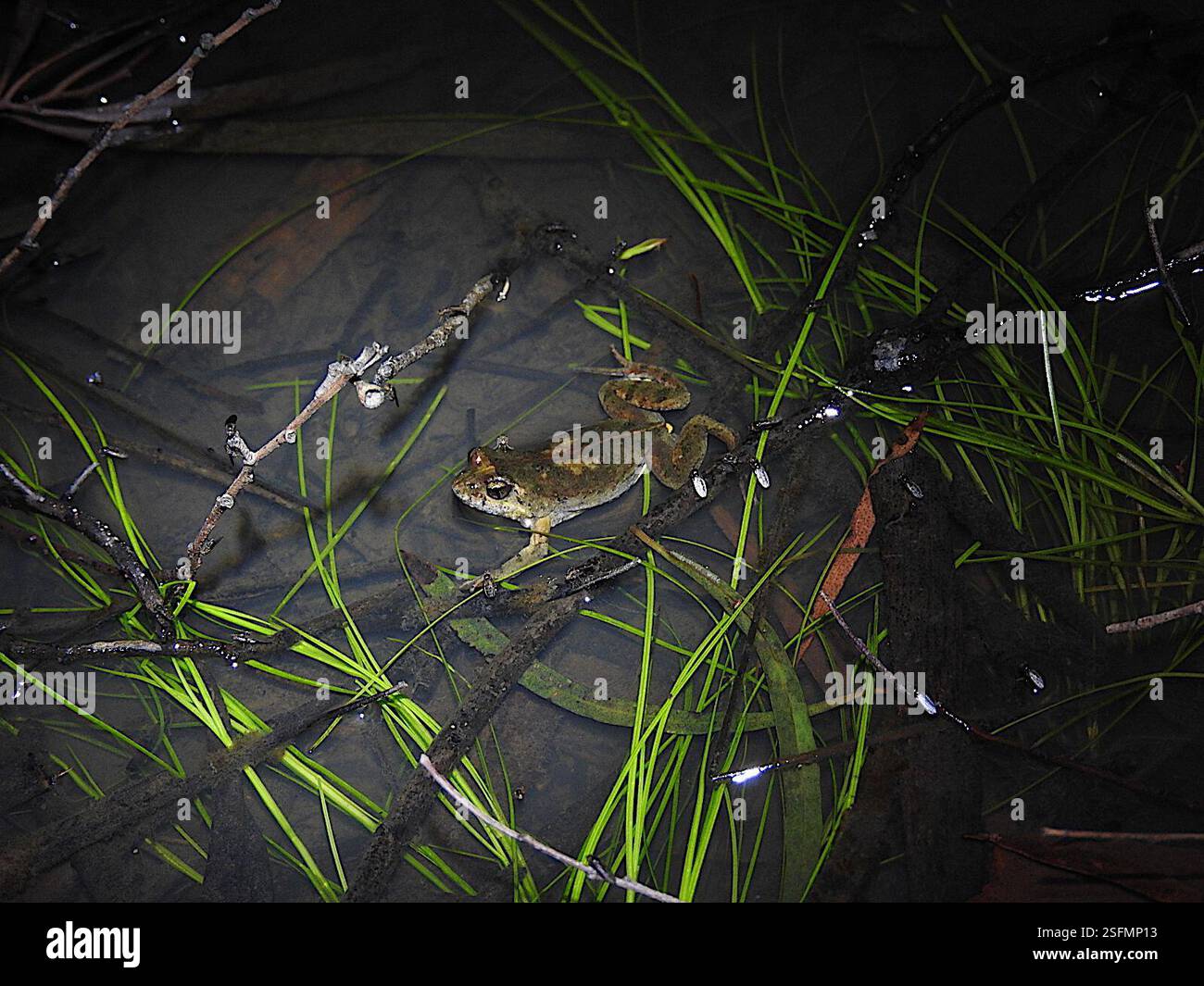 Common Eastern Froglet (Crinia signifera), Amphibia, Hobart TAS ...
