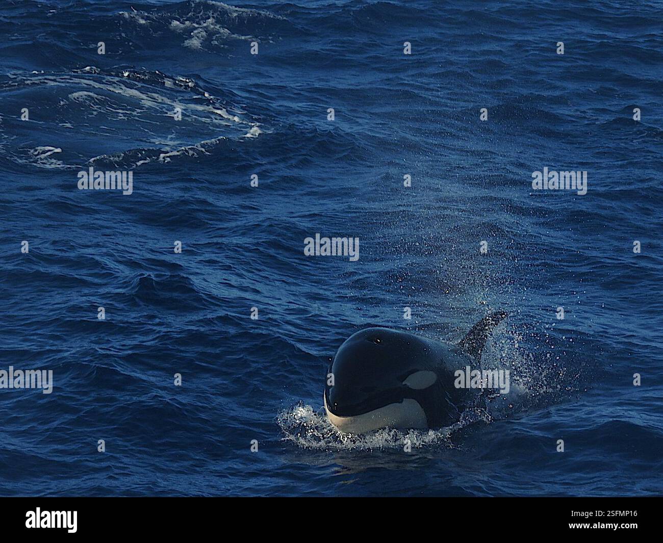 Orca (Orcinus orca), Mammalia, Bremer Bay WA 6338, Australia Stock ...