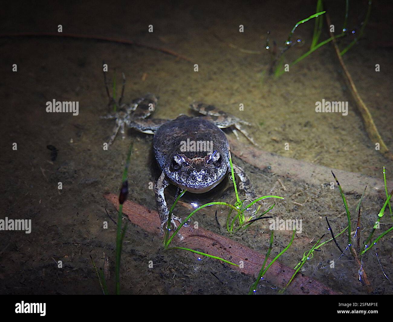 Common Eastern Froglet (Crinia signifera), Amphibia, Hobart TAS ...