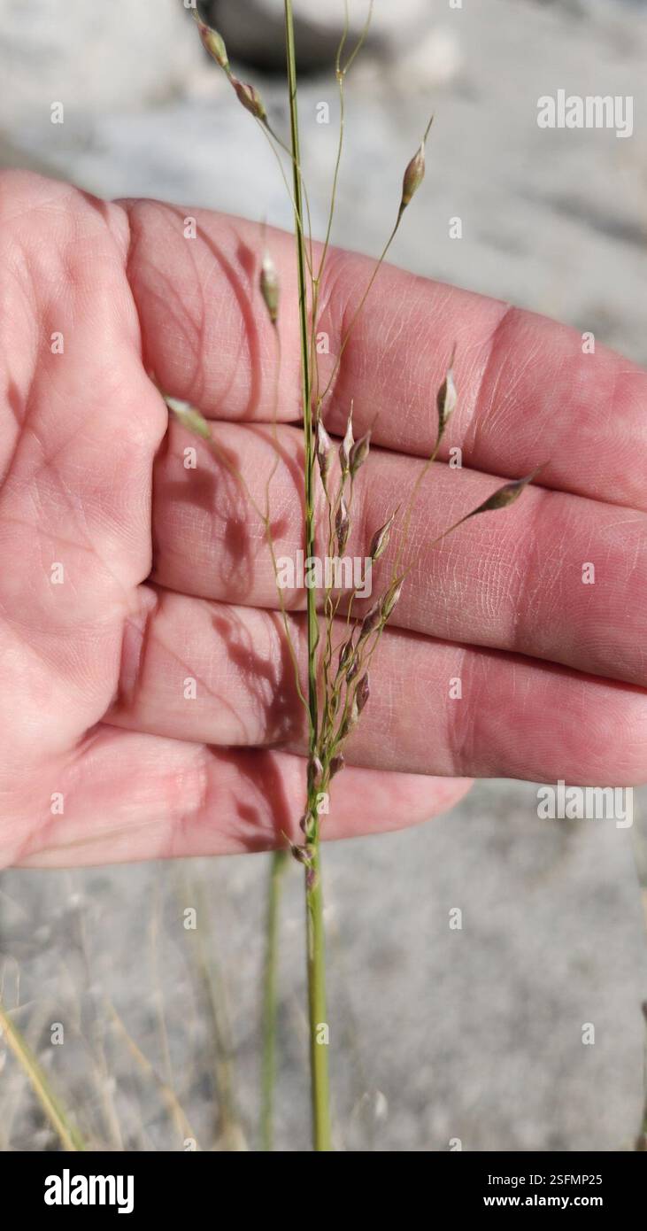 Sand Ricegrass (Eriocoma hymenoides), Plantae, Riverside County, US-CA ...