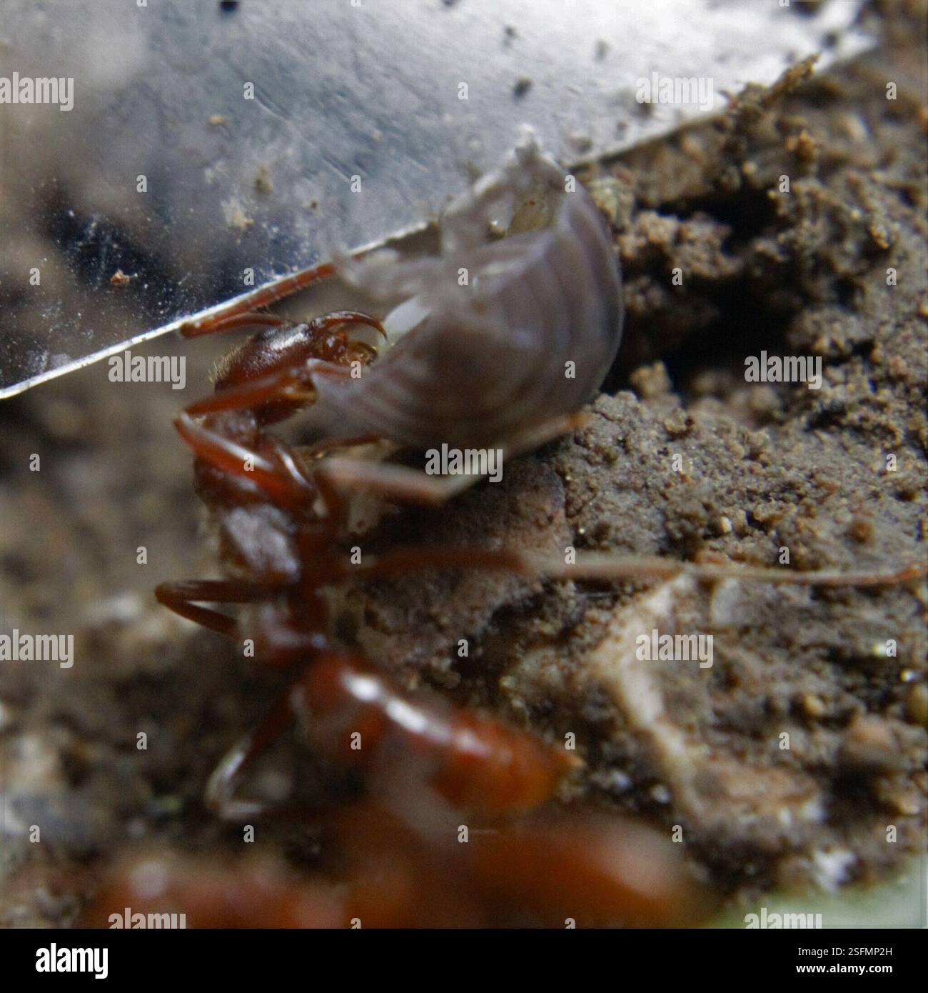 Elongate Razorjaw Ant (Leptogenys elongata), Insecta, San Pedro Garza ...