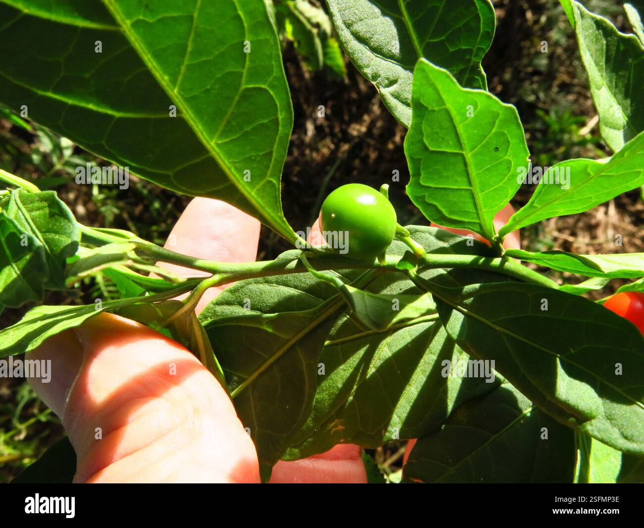 Jerusalem cherry (Solanum pseudocapsicum), Plantae, Umgungundlovu ...