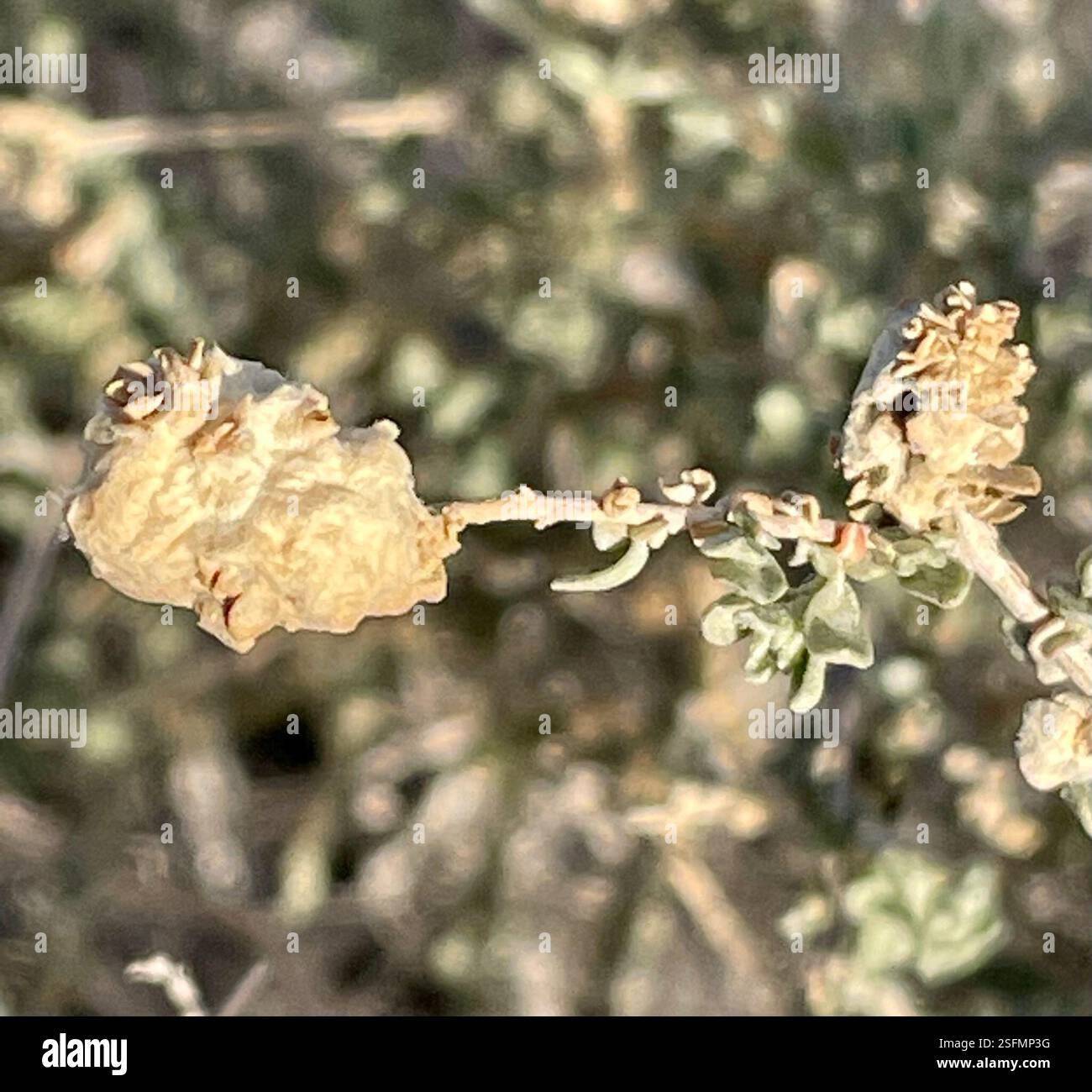 Saltbush Woolly Stem Gall Midge (Asphondylia floccosa), Insecta ...