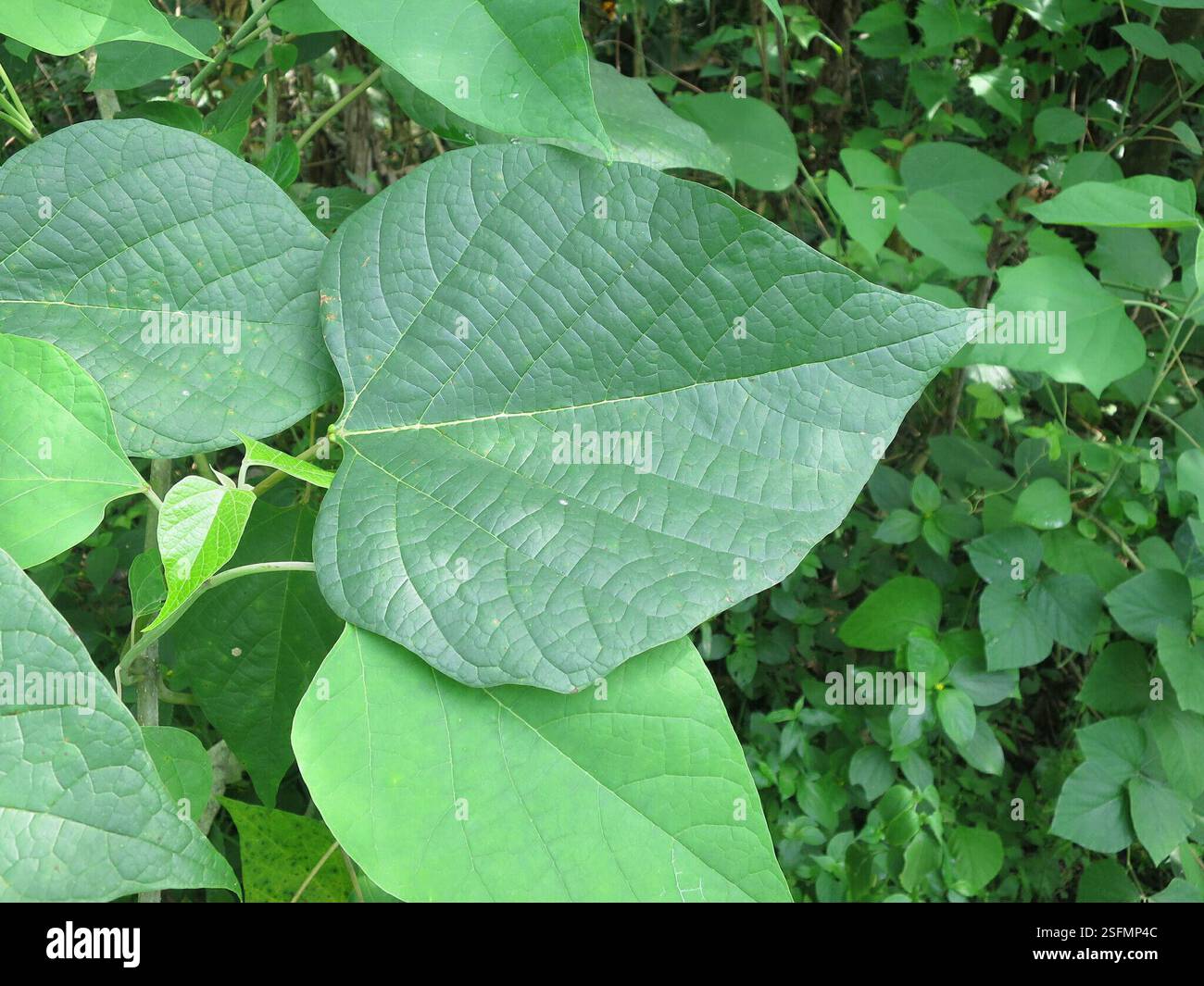 Kashmir tree (Gmelina arborea), Plantae, Mé-Zóchi, São Tomé e Príncipe ...