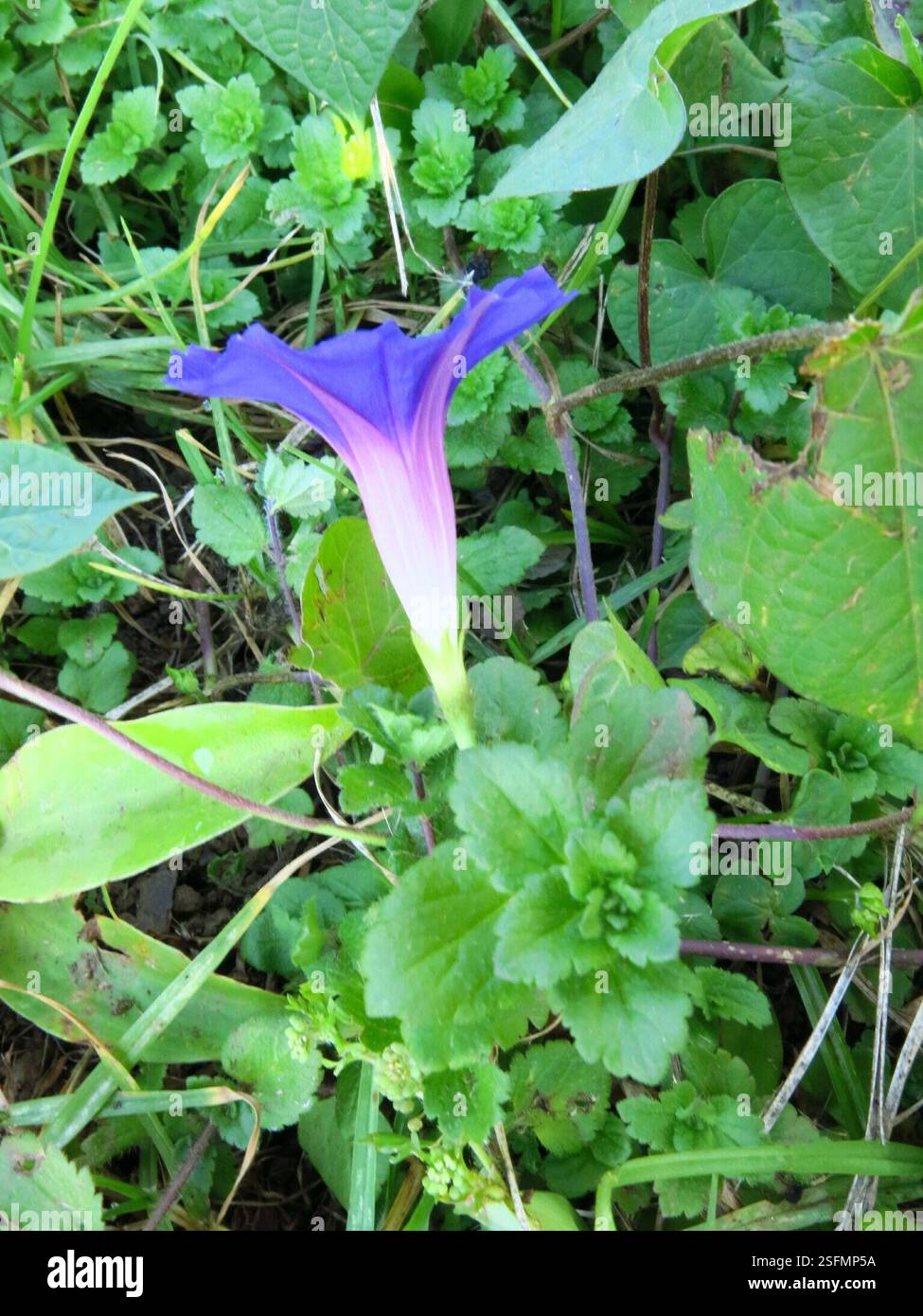 common morning-glory (Ipomoea purpurea), Plantae, Howick, 3290, South ...