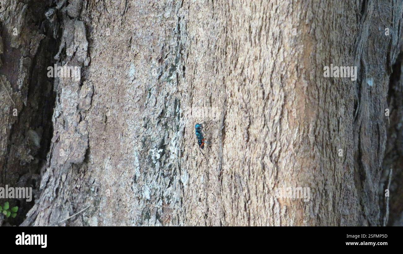 Emerald Cockroach Wasp (Ampulex compressa), Insecta, Краби, Таиланд ...