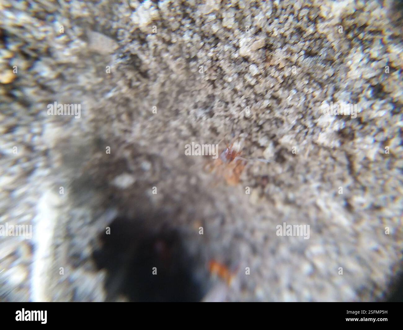 Buren's Pyramid Ant (Dorymyrmex bureni), Insecta, Savannah, GA, USA ...