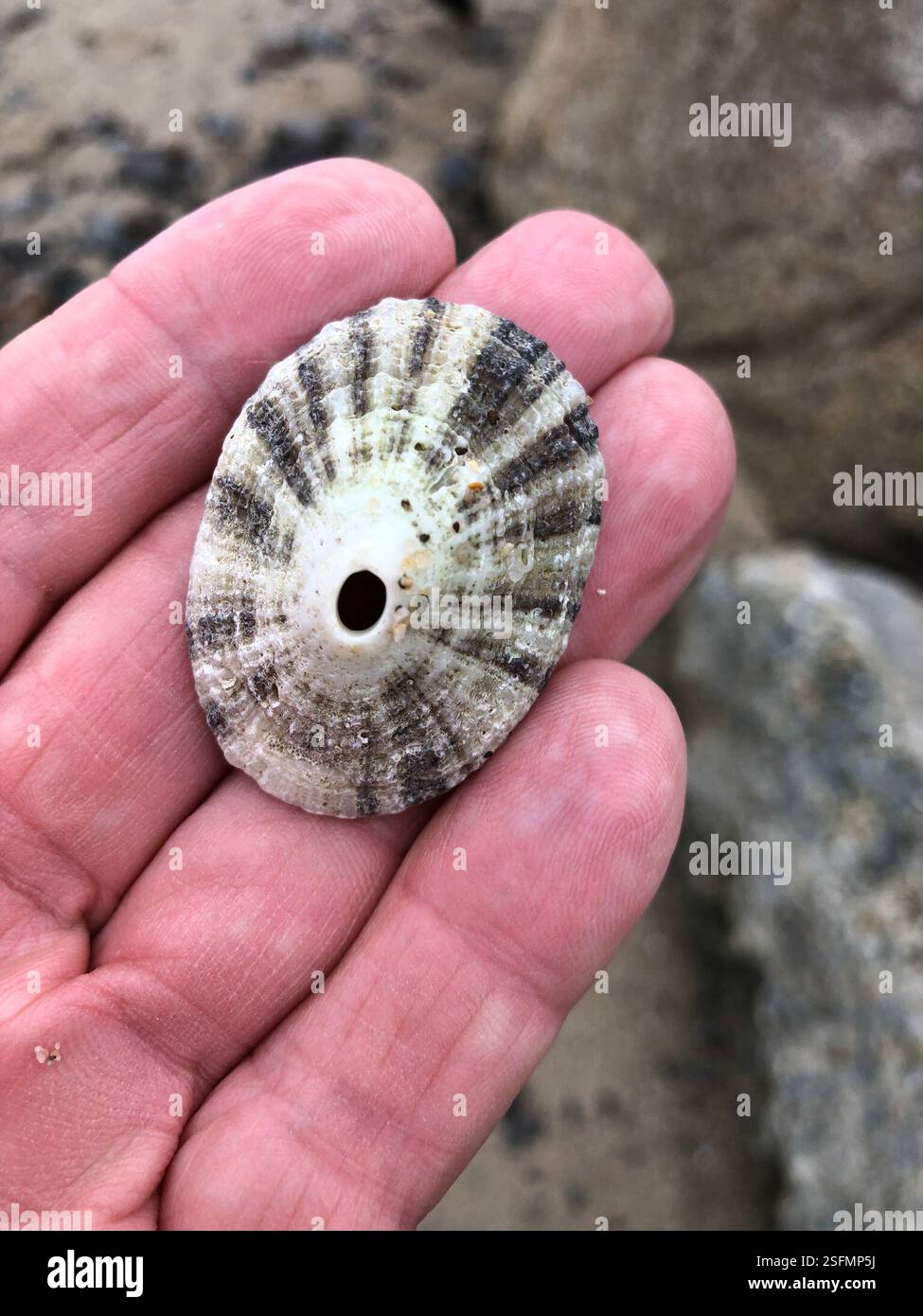 Rough Keyhole Limpet (Diodora aspera), Mollusca, San Mateo County, CA ...