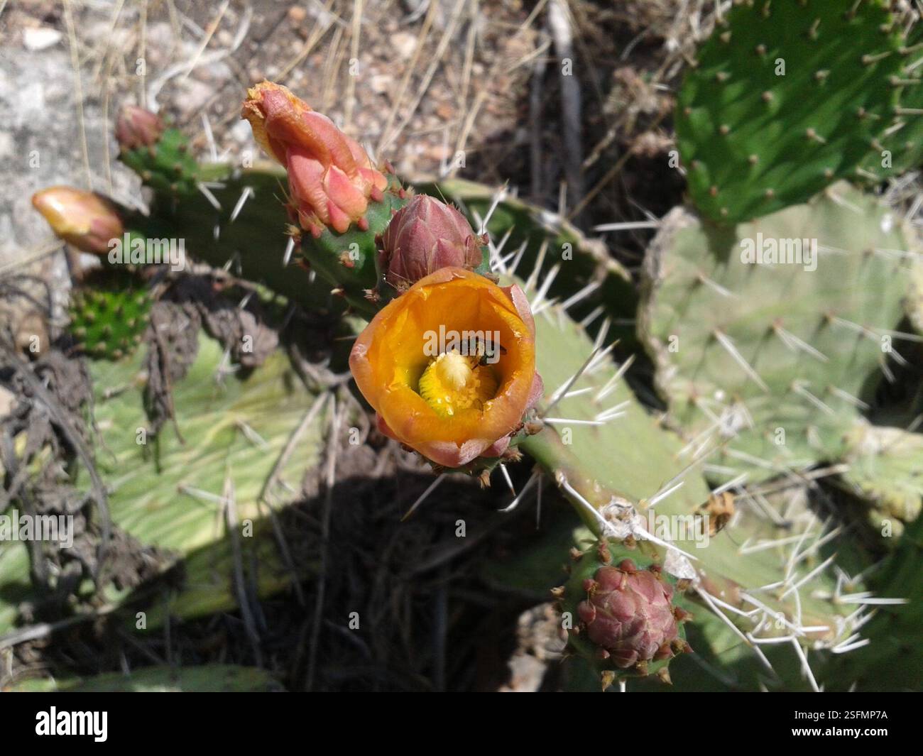 Red Prickly Pear (Opuntia lasiacantha), Plantae, Puebla de los Angeles ...