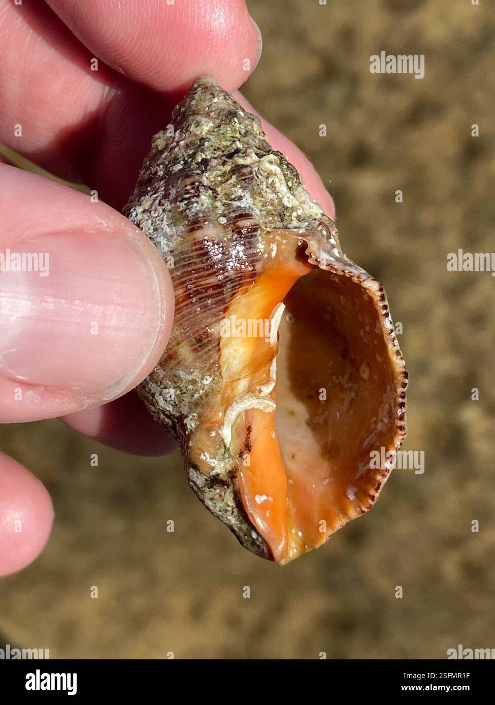 Red-mouthed Dog Winkle (Stramonita haemastoma), Mollusca, Puerto de ...