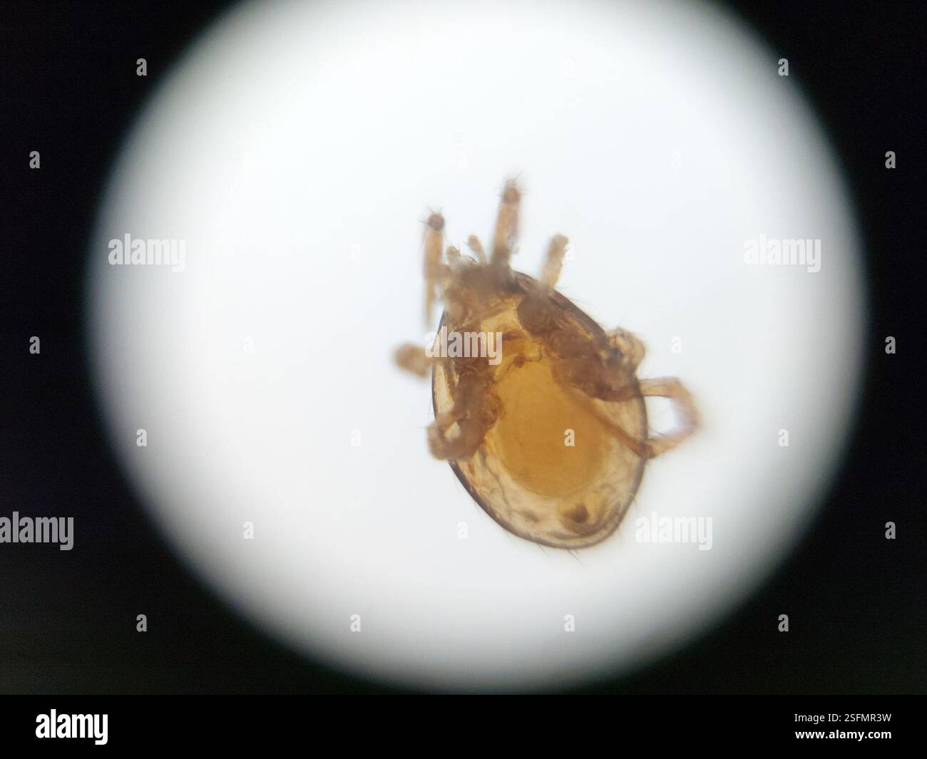 Mesostigs (Mesostigmata), Arachnida, Escuela Tlalnecapam Stock Photo ...