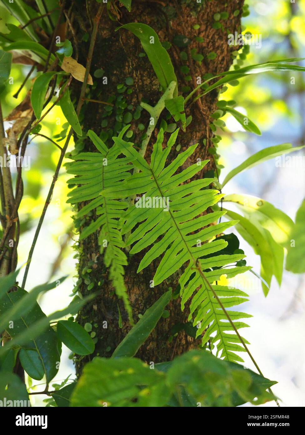 Taiwan Polypody (Goniophlebium formosanum), Plantae, 台灣新北市 Stock Photo ...