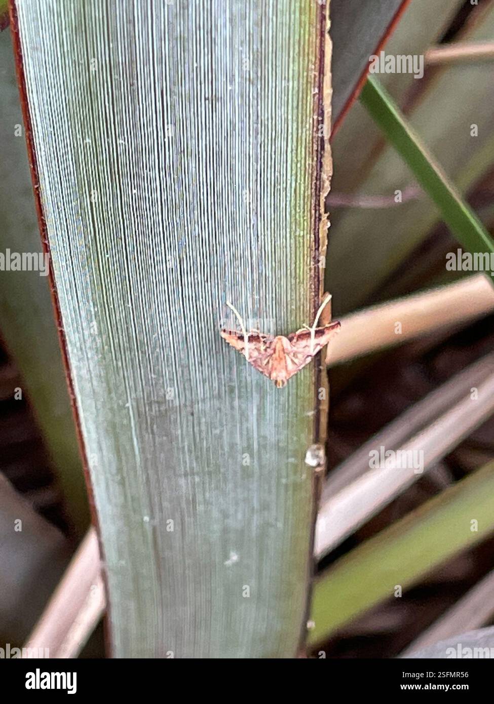 (Endotricha pyrosalis), Insecta, Melbourne VIC, Australia Stock Photo ...
