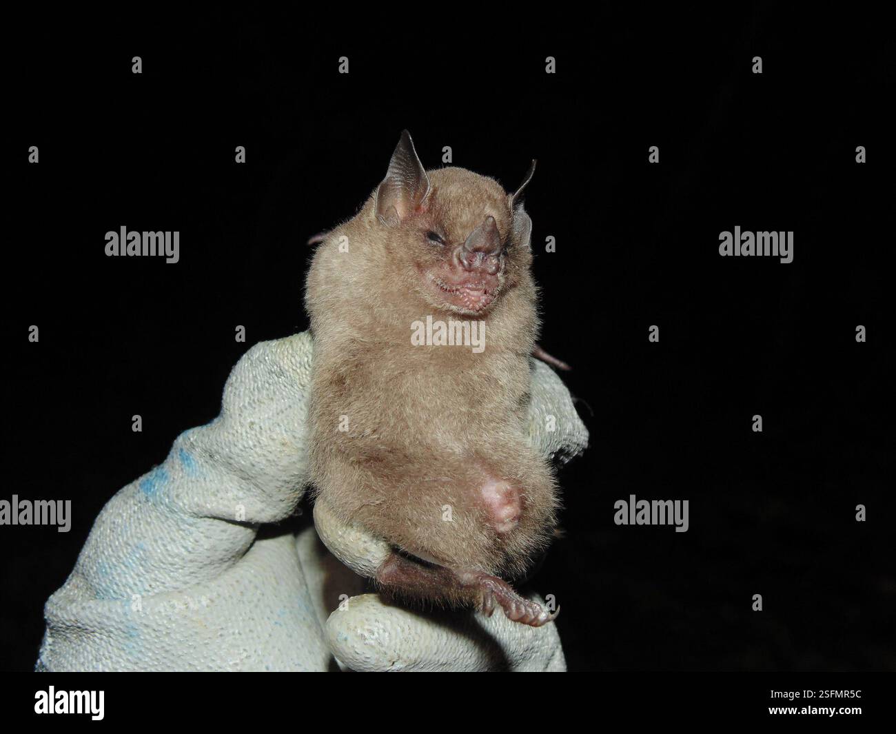 Little Yellow-shouldered Bat (Sturnira lilium), Mammalia, Urubici - SC ...