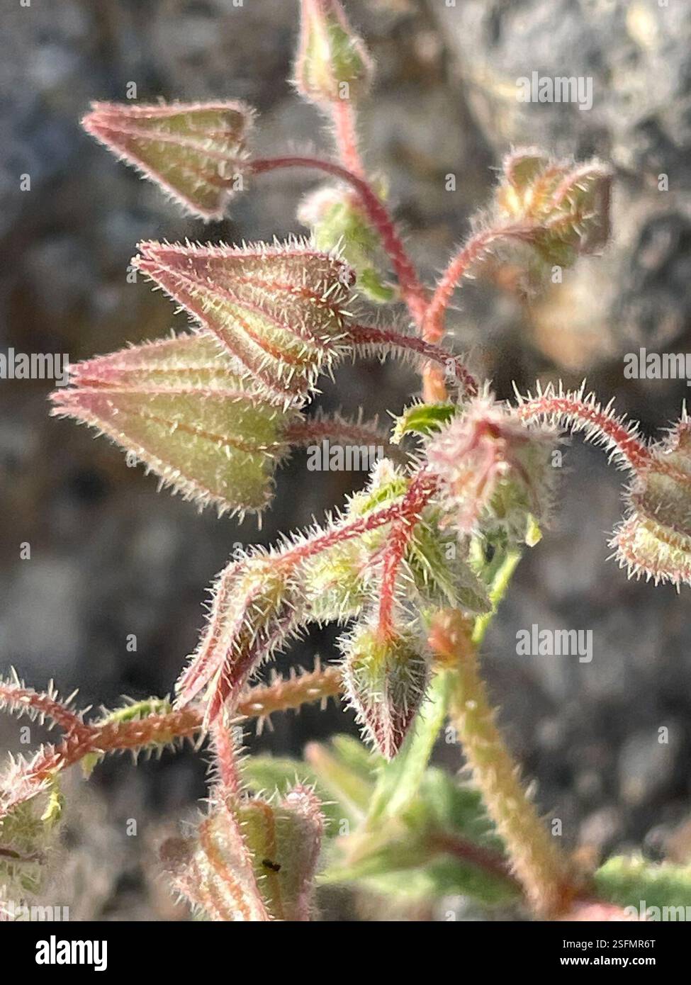 African Barbbell (Trichodesma africanum), Plantae, São Vicente, Cape ...