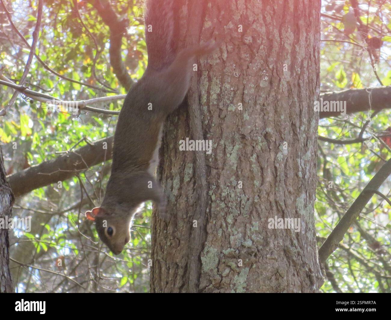 Eastern Gray Squirrel (Sciurus carolinensis), Mammalia, Windsor Forest ...