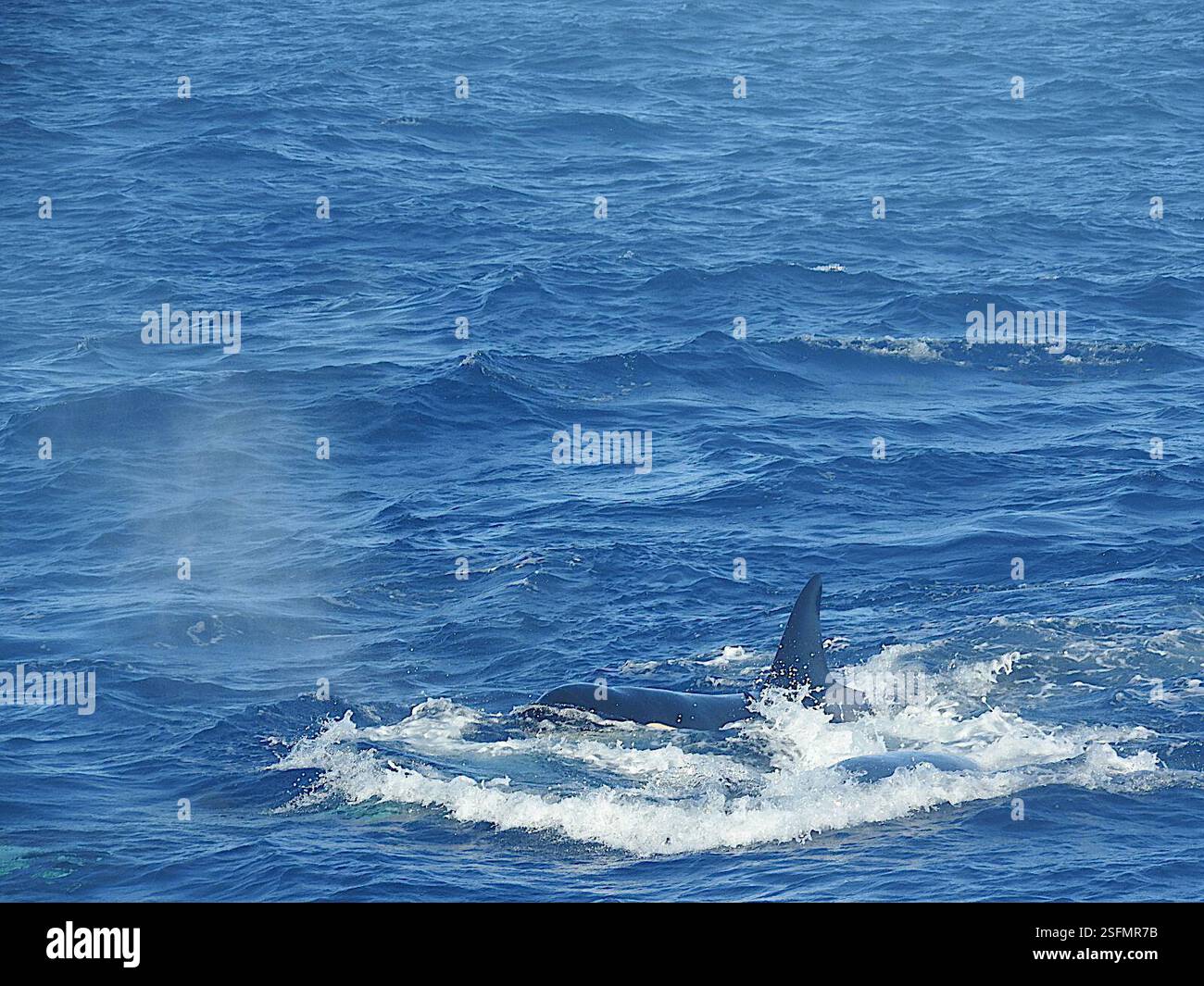 Orca (Orcinus orca), Mammalia, Bremer Bay WA 6338, Australia Stock ...