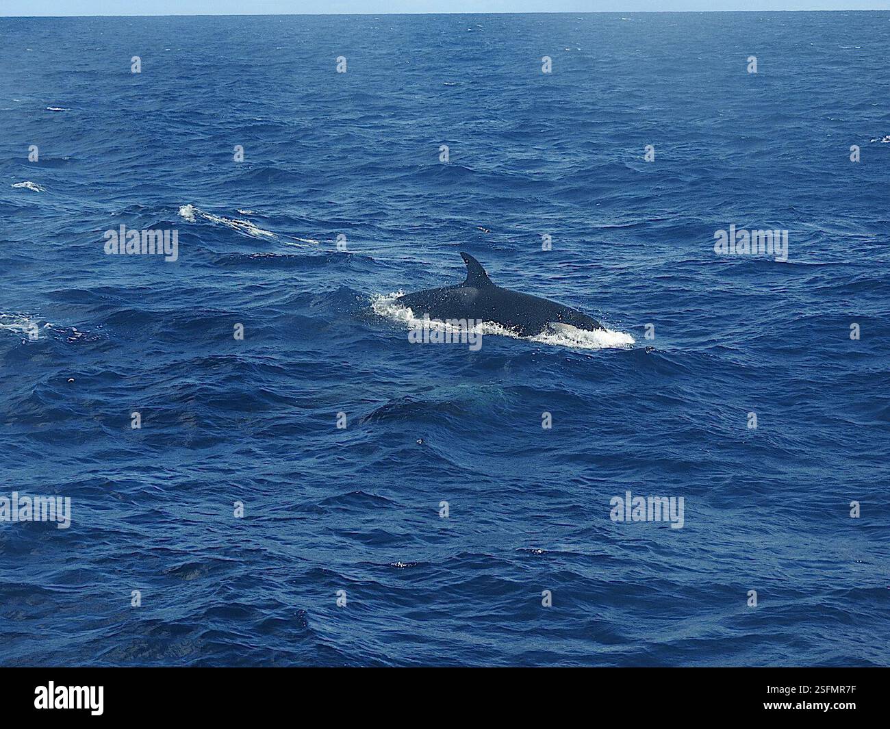 Orca (Orcinus orca), Mammalia, Bremer Bay WA 6338, Australia Stock ...