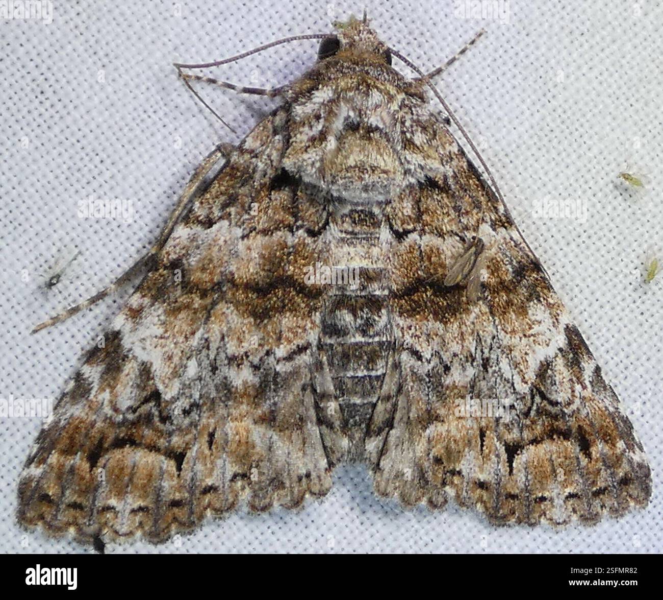 Live Oak Metria Moth (Metria amella), Insecta, River Rd. Preserve ...