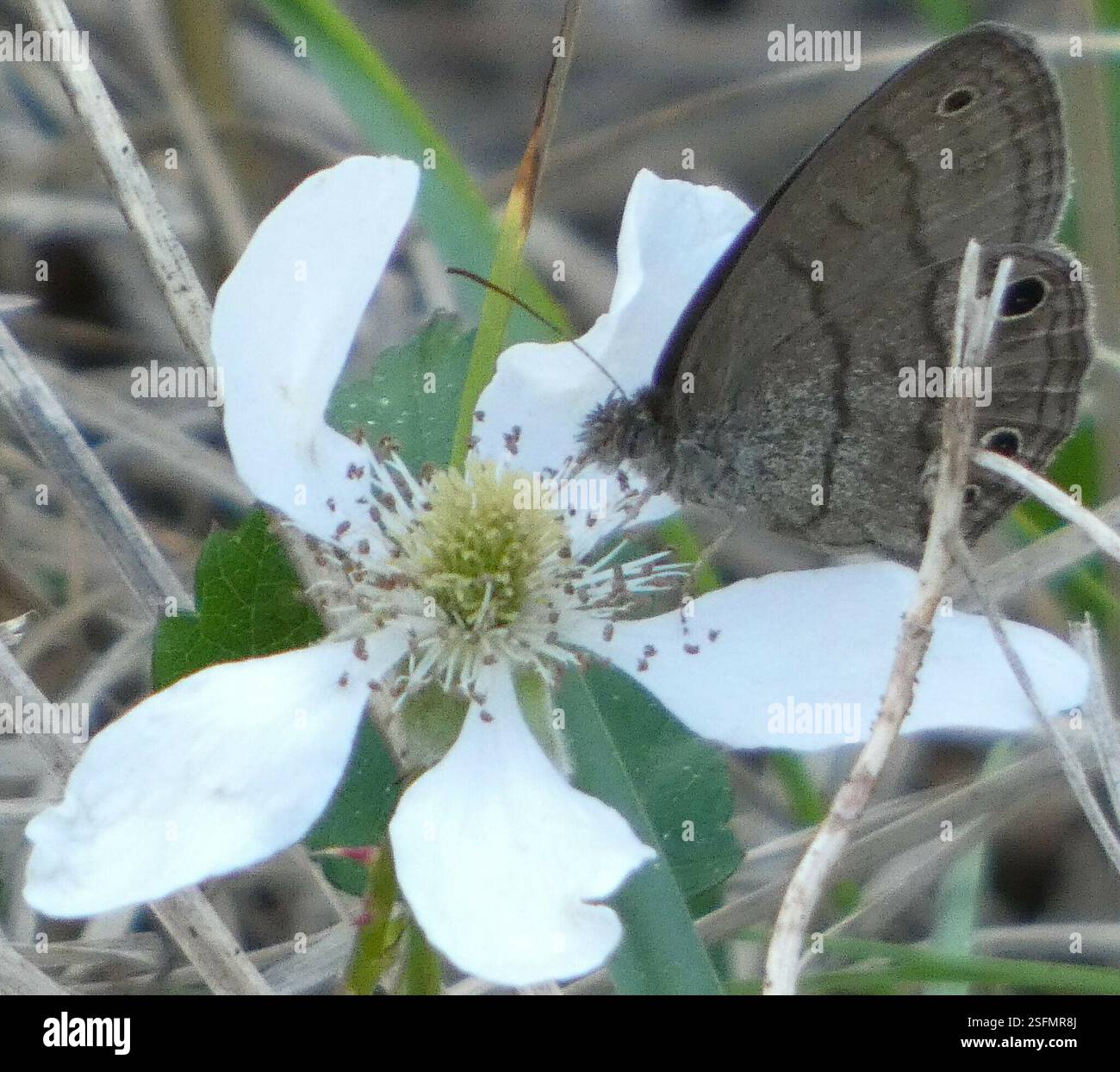 Carolina Satyr (Hermeuptychia sosybius), Insecta, River Rd. Preserve ...