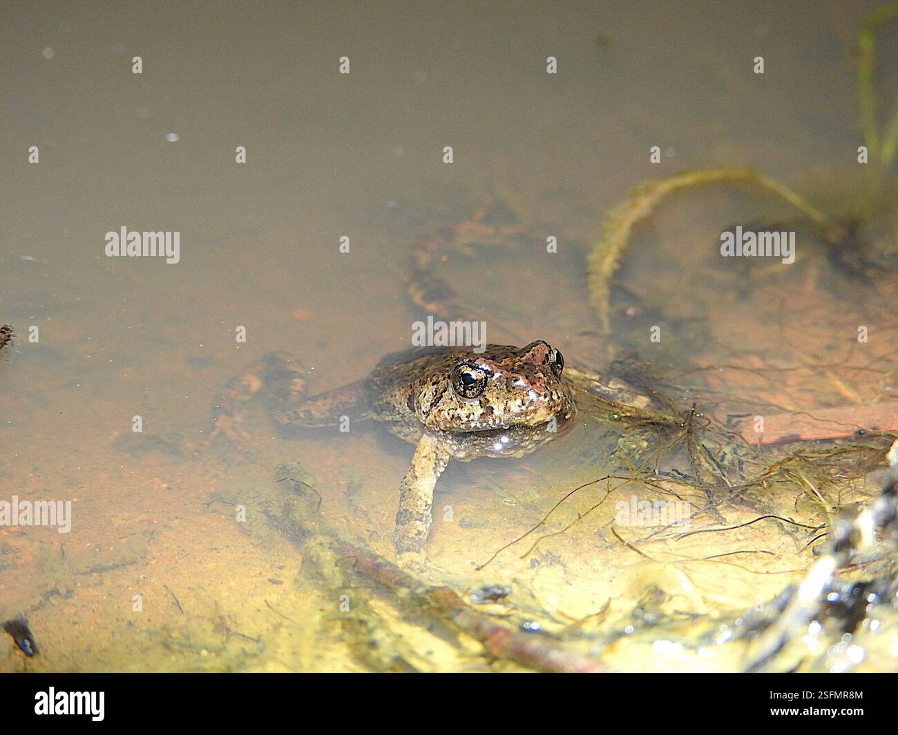 Common Eastern Froglet (Crinia signifera), Amphibia, Hobart TAS ...