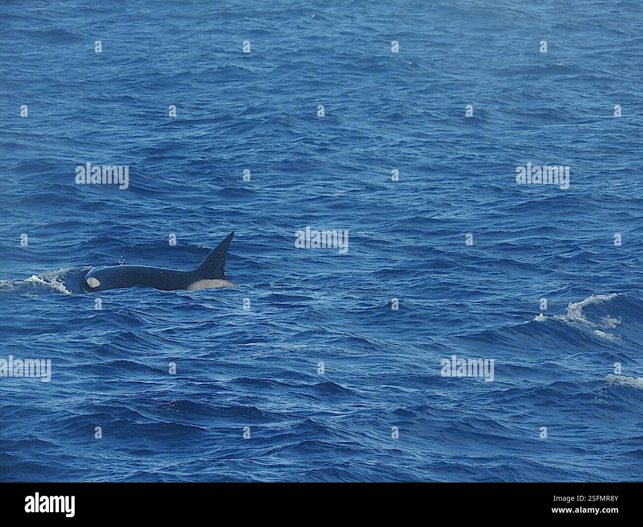 Orca (Orcinus orca), Mammalia, Bremer Bay WA 6338, Australia Stock ...
