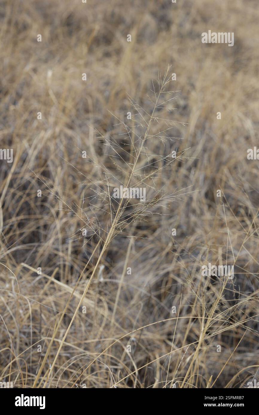 Alkali Sacaton (Sporobolus airoides), Plantae, Otero County, NM, USA ...