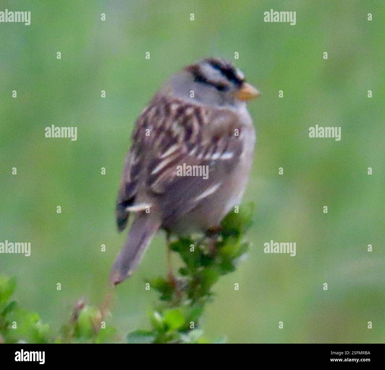 White-crowned Sparrow (Zonotrichia leucophrys), Aves, Country Park Rd ...