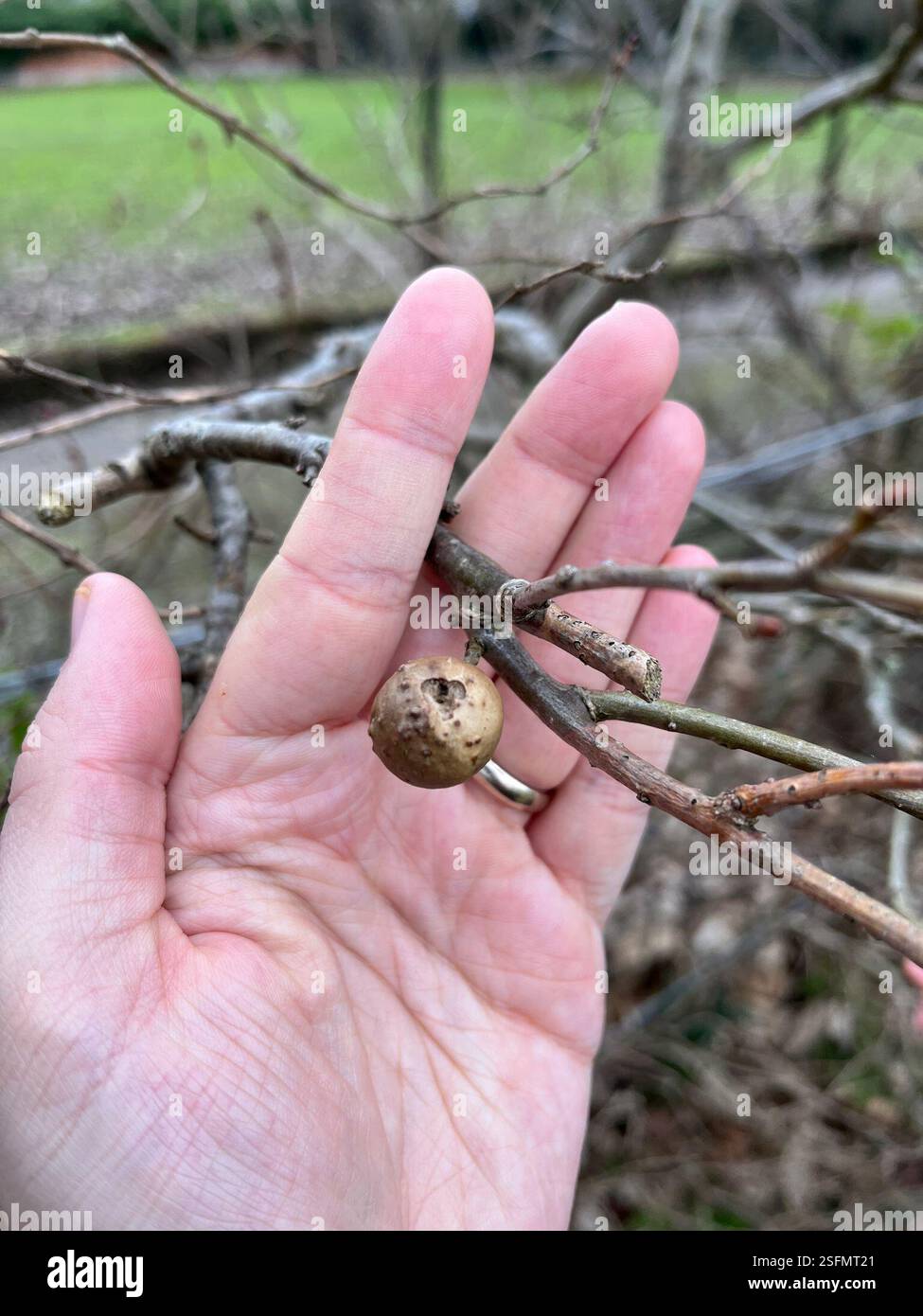 Oak Marble Gall Wasp (Andricus kollari), Insecta, Bromley, Chislehurst ...