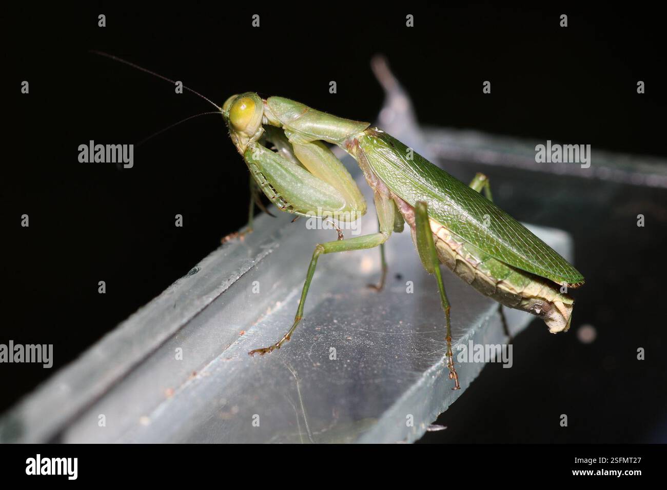 (Acontista concinna), Insecta, Araçariguama, SP, 18147-000, Brasil ...