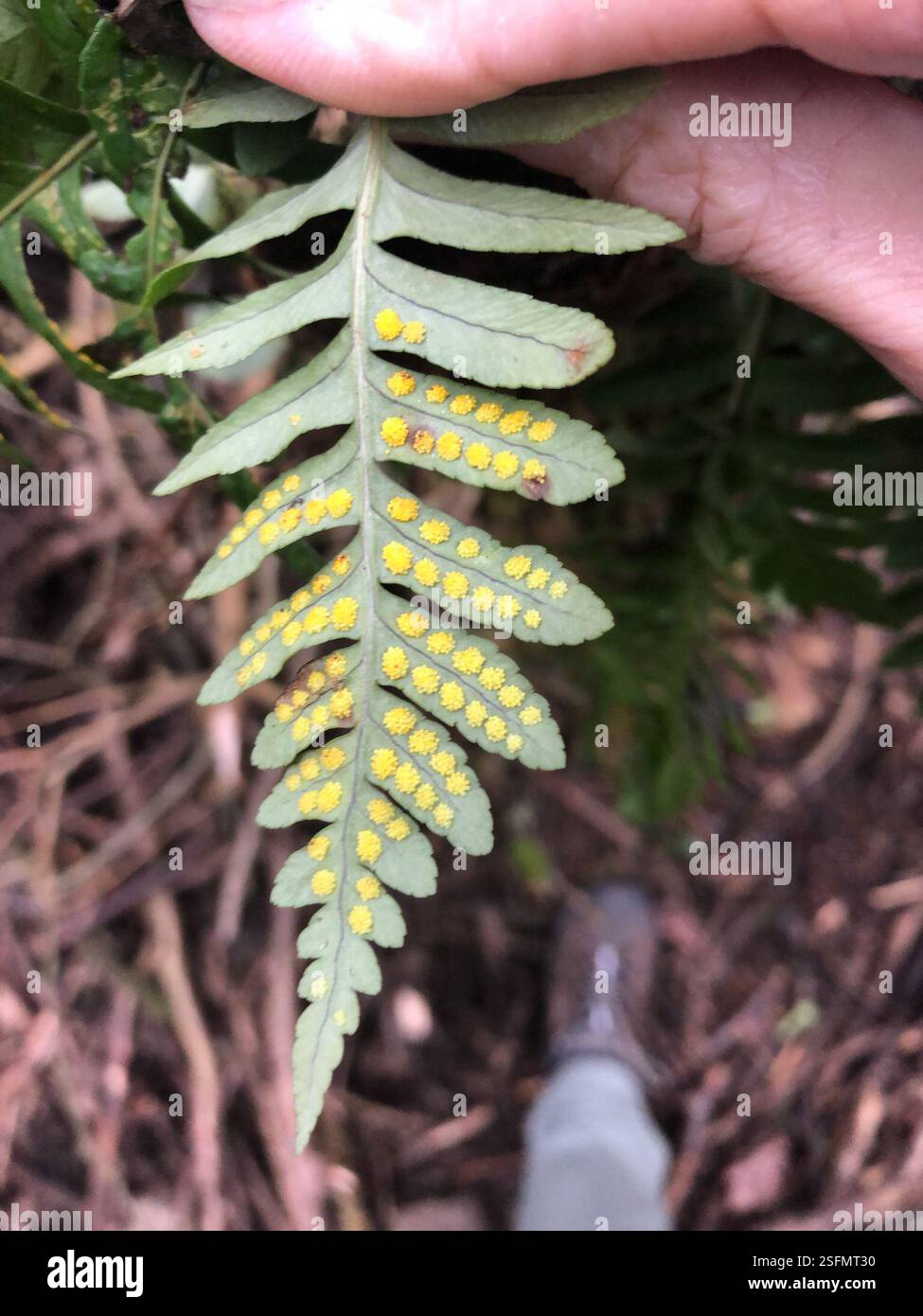 common polypody (Polypodium vulgare), Plantae, Forest Farm Country Park ...