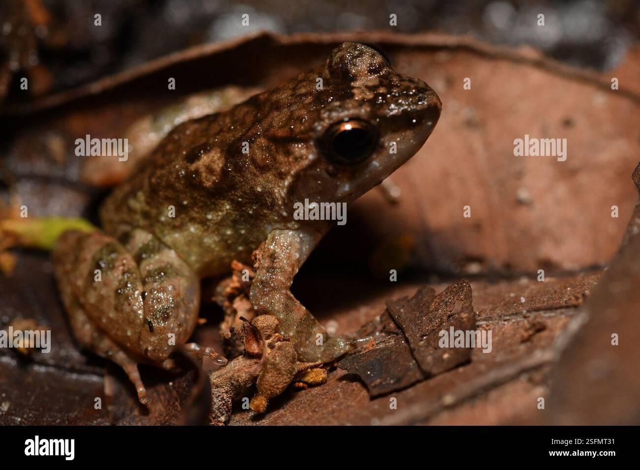 Puddle Frogs (Phrynobatrachus), Amphibia, Cavally, Côte d'Ivoire Stock ...