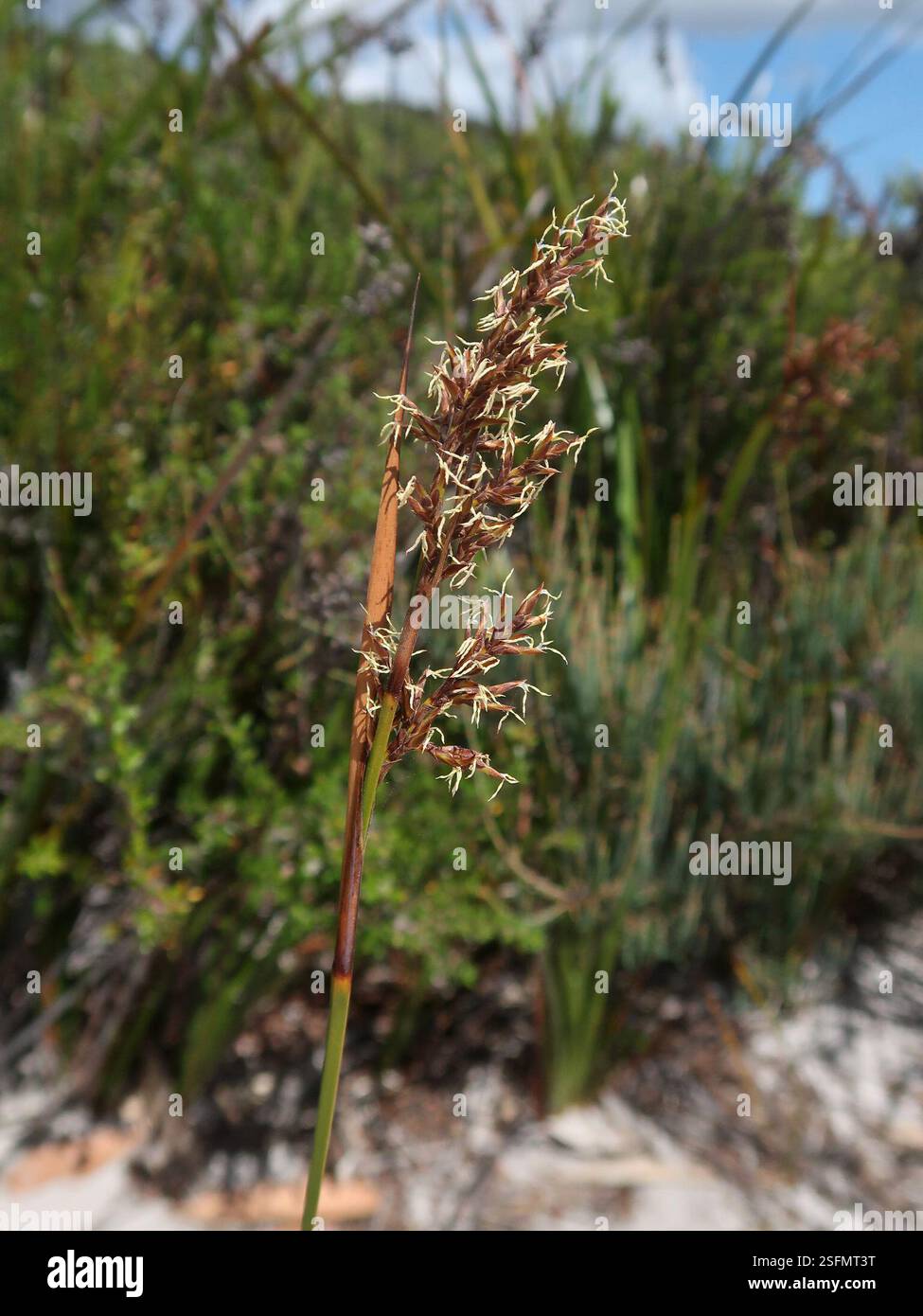 (Lepidosperma), Plantae, Pipers Head, Bellingham, Tasmania, Australia ...