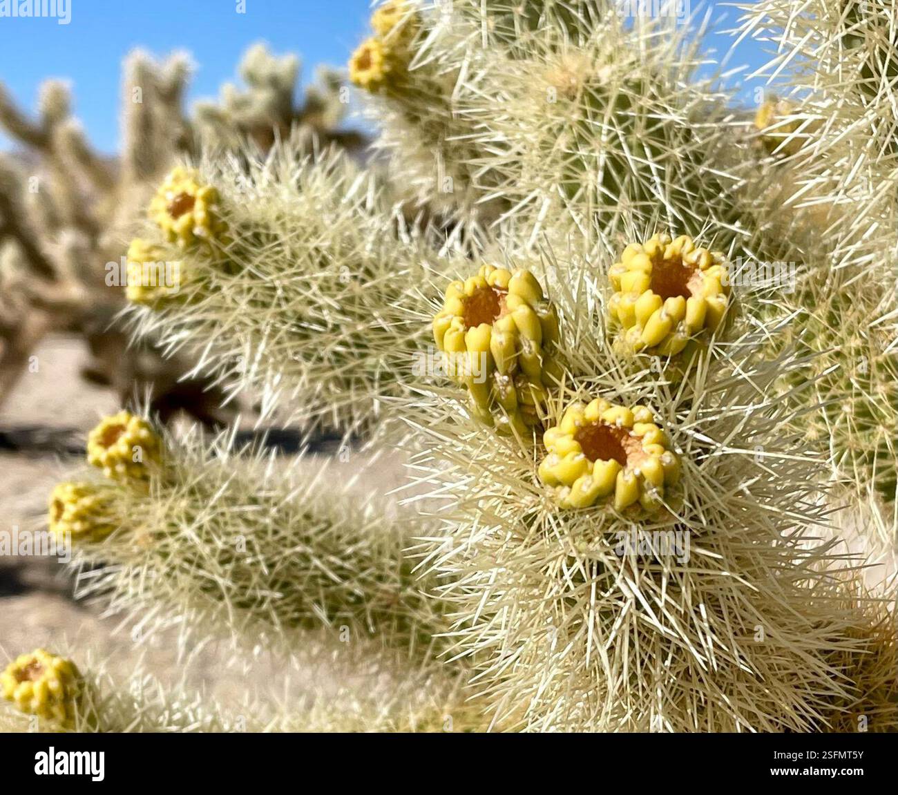 Teddybear Cholla (Cylindropuntia bigelovii), Plantae, Joshua Tree ...