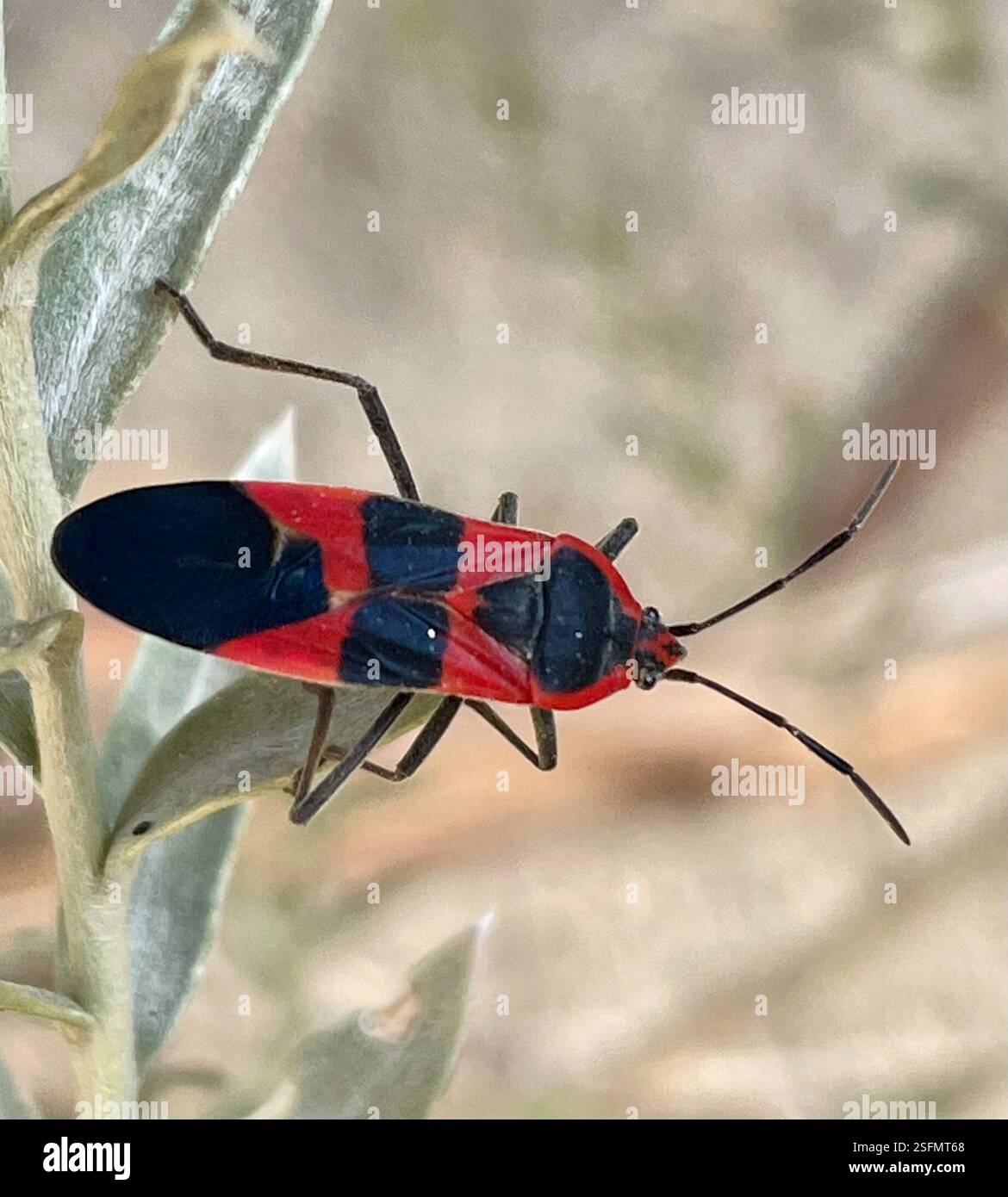 Large Milkweed Bug (Oncopeltus fasciatus), Insecta, Thousand Palms, CA ...