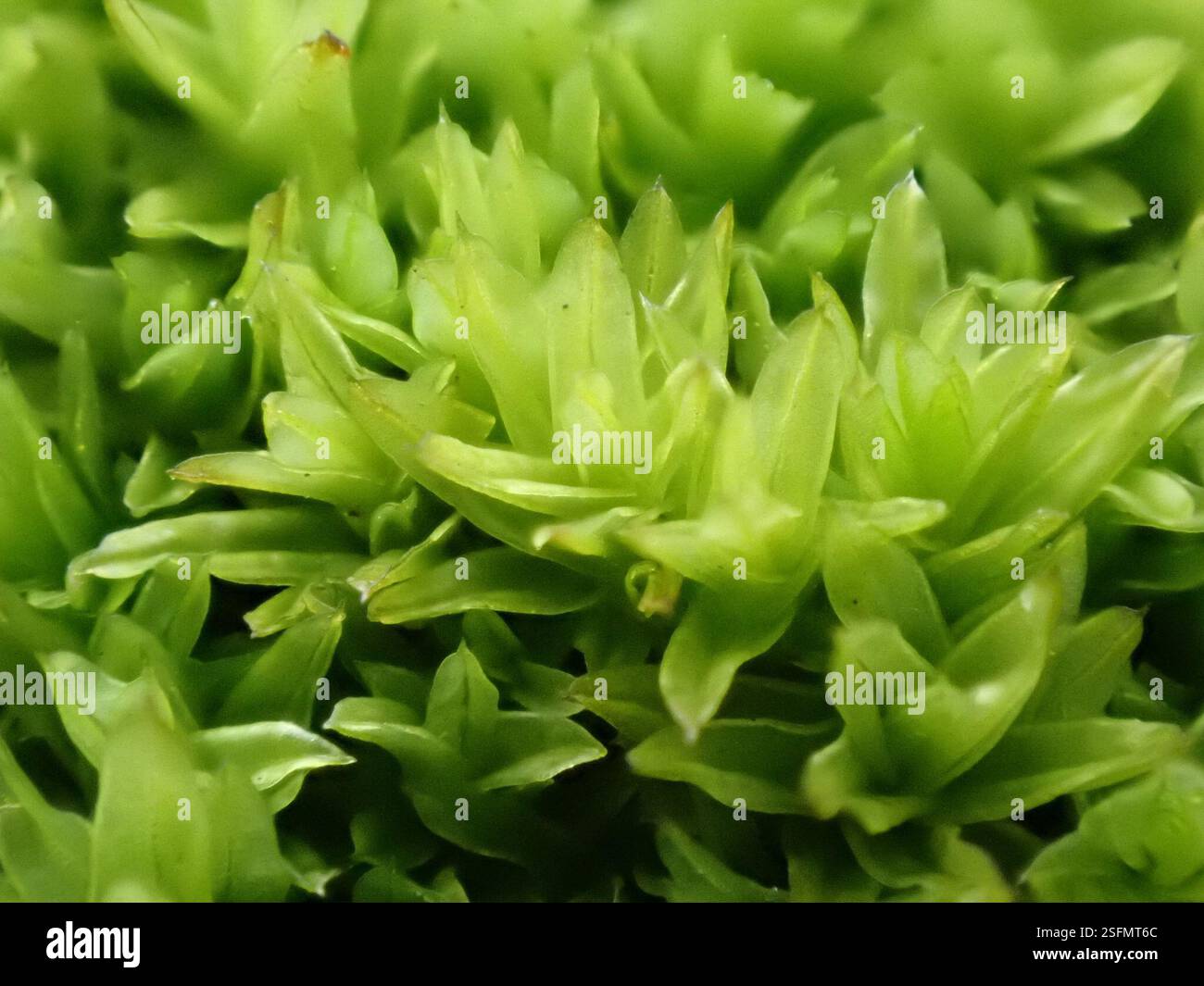 Bird's-Claw Beard-Moss (Barbula unguiculata), Plantae, Uiterwaarden Lek ...