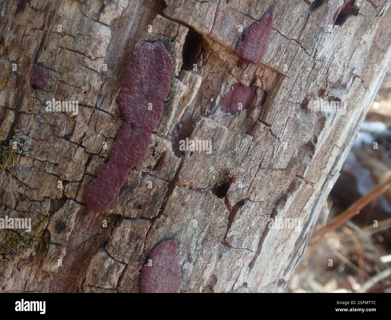 Fungi Including Lichens (Fungi), Fungi, Franklin, Massachusetts, United ...