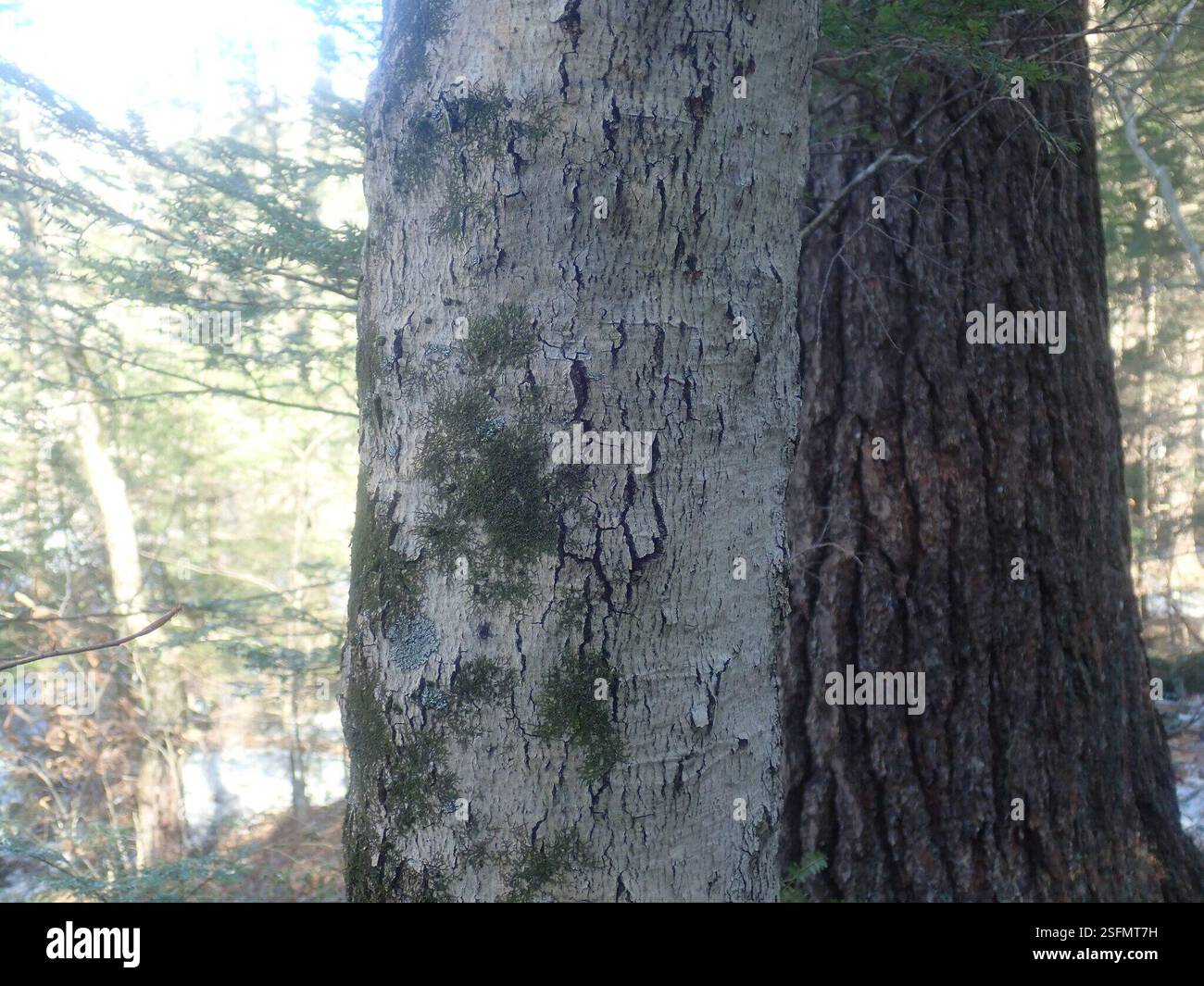 Beech Bark Canker Fungus (Neonectria faginata), Fungi, Warwick, MA, USA ...