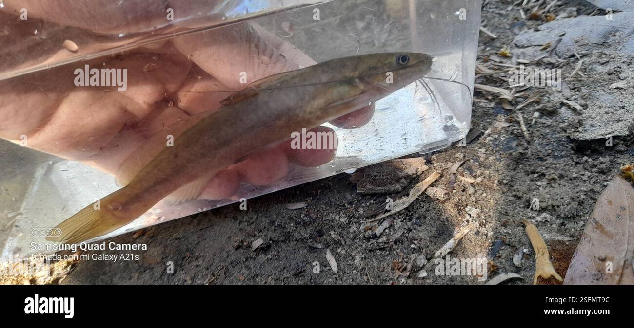 Pale Catfish (Rhamdia guatemalensis), Actinopterygii, Antón, Panamá ...