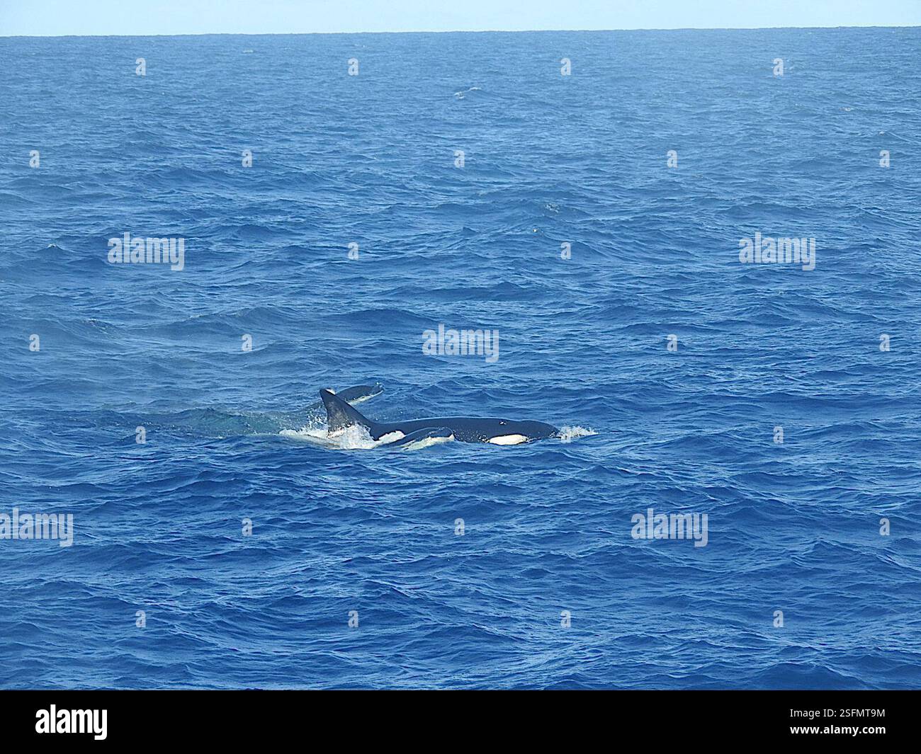 Orca (Orcinus orca), Mammalia, Bremer Bay WA 6338, Australia Stock ...