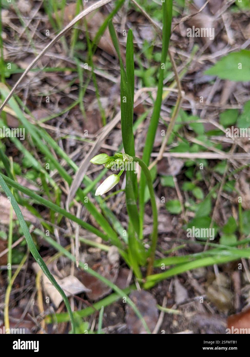 crowpoison (Nothoscordum bivalve), Plantae, Garfield, TX, USA Stock ...