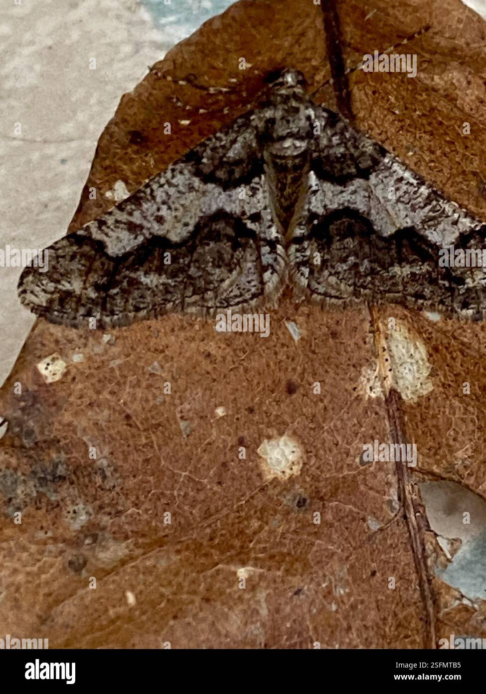 Spring Usher Moth (Agriopis leucophaearia), Insecta, New Forest ...