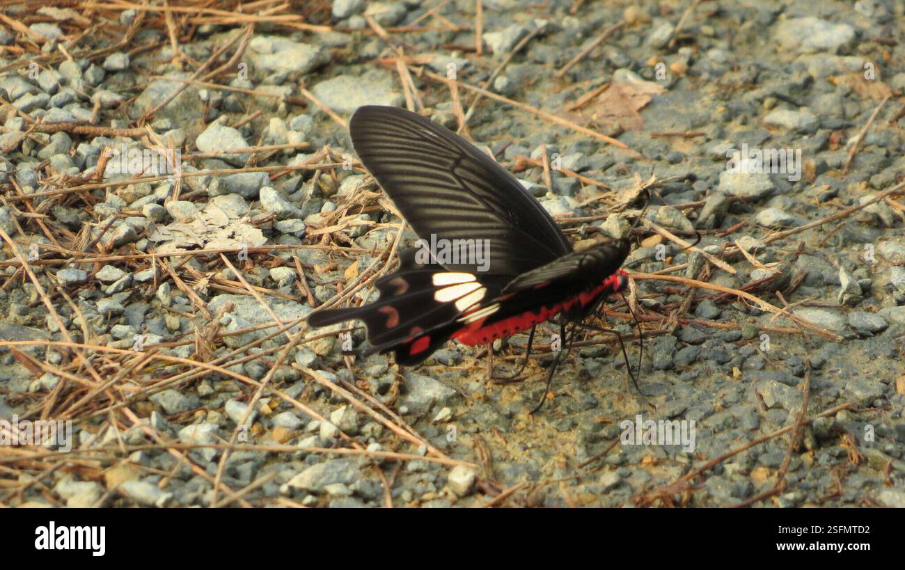 Common Rose Swallowtail (Pachliopta aristolochiae), Insecta, Hat Kham ...