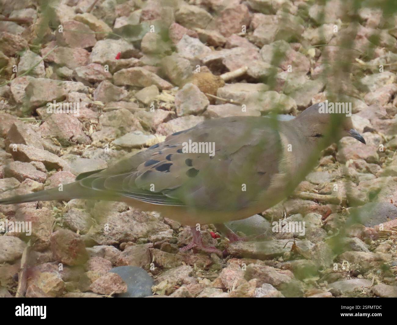 Mourning Dove (Zenaida macroura), Aves, Signal Ct, Palm Desert, CA, US ...