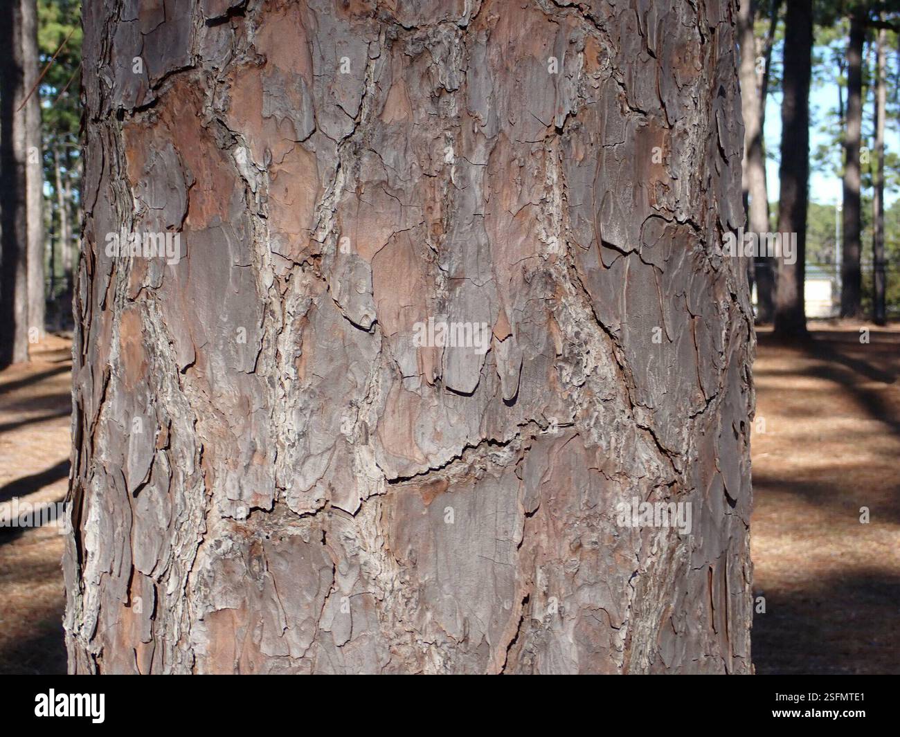 longleaf pine (Pinus palustris), Plantae, North Carolina, US Stock ...