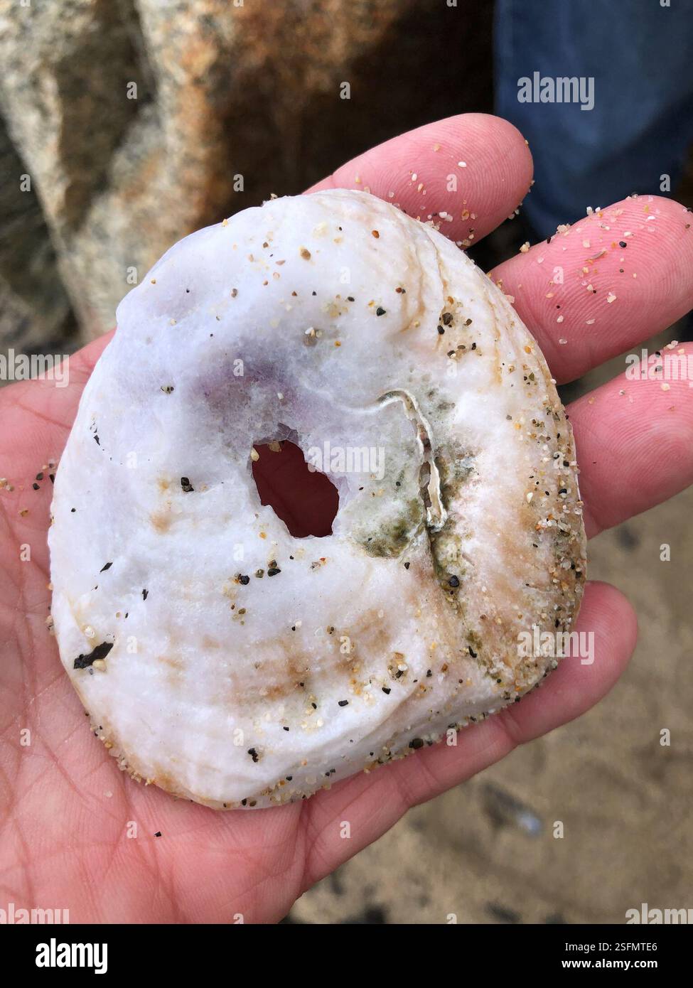 Giant Rock Scallop (Crassadoma gigantea), Mollusca, San Mateo ...