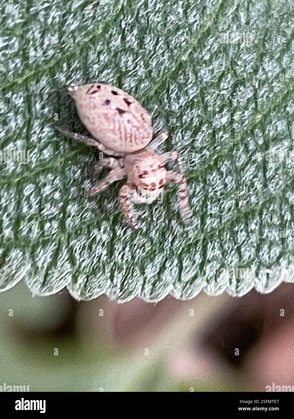 Garden Jumping Spiders (Opisthoncus), Arachnida, Monash University ...